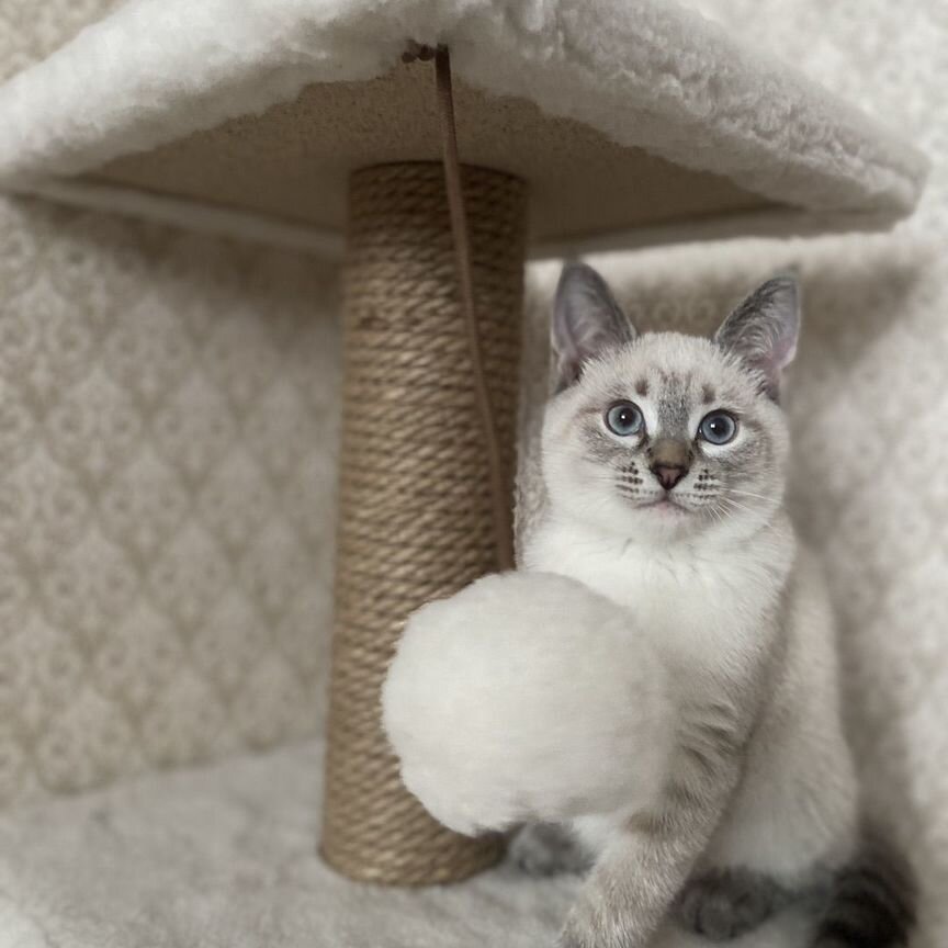 Сиамский котенок девочка бесплатно