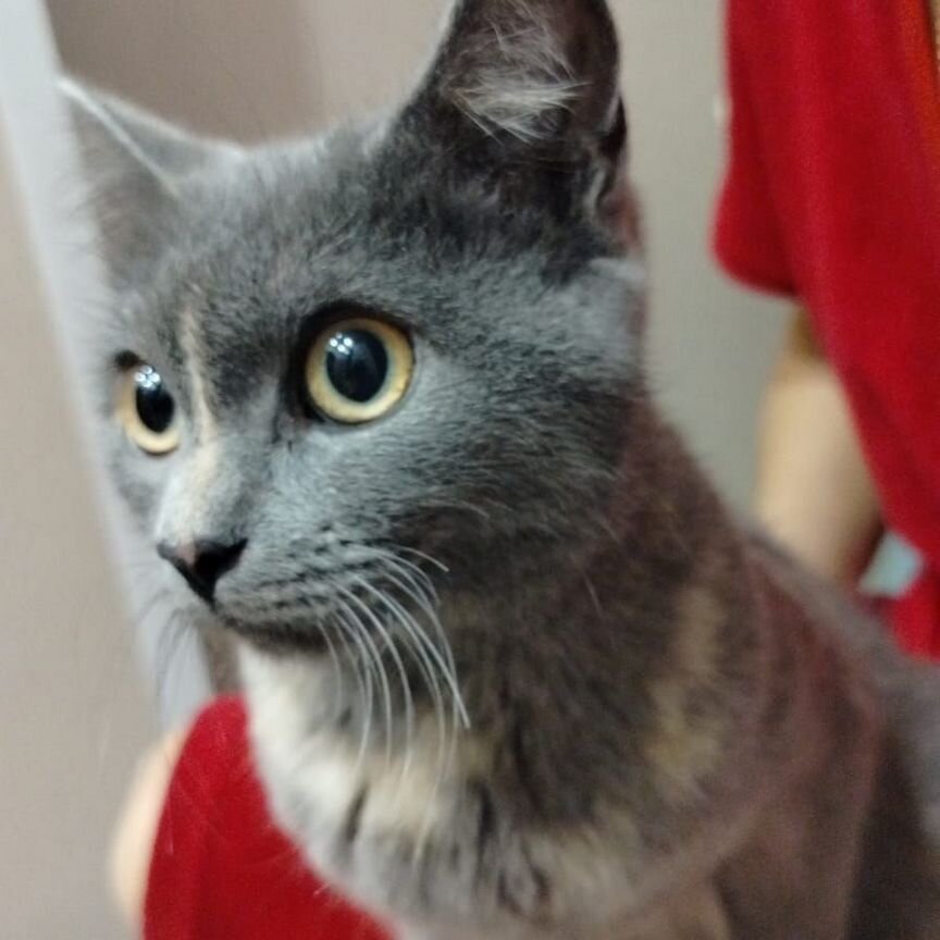 Найдена кошечка. Молодая чистая. Ласковая