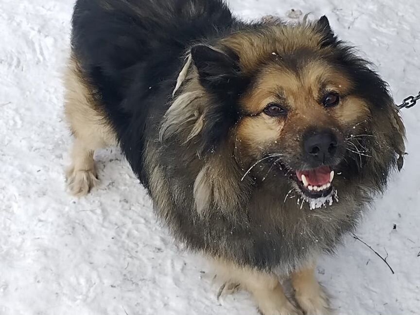 Пес в добрые руки