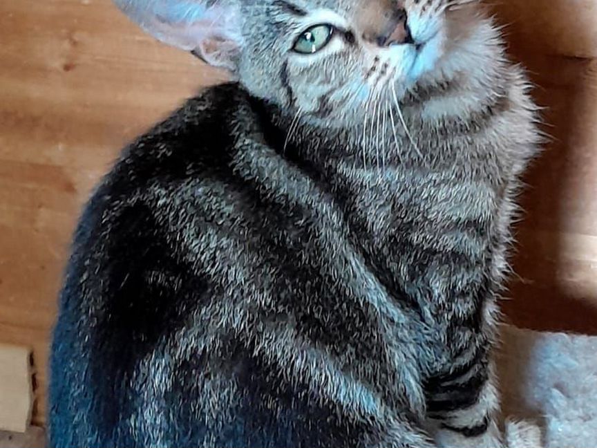 Котенок шпротик, мрамор