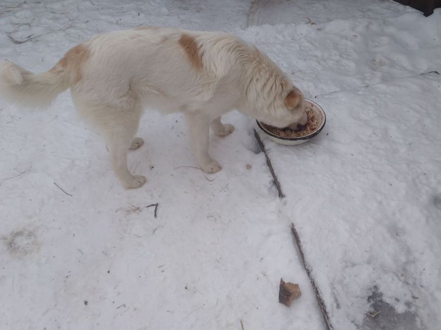 Собака домашняя в добрые руки