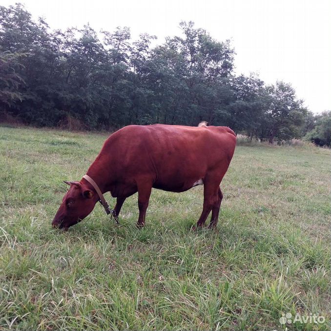 Корова с теленком