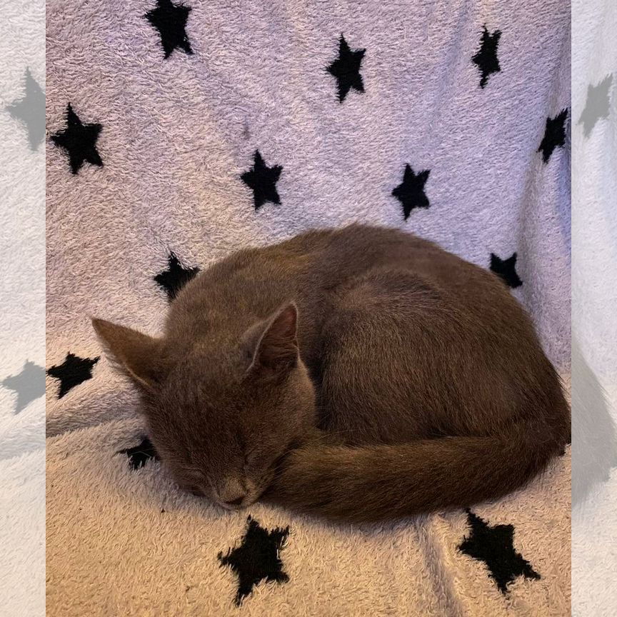Котенок