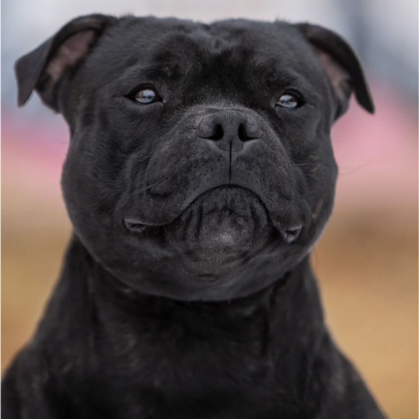 Щенки Стаффордширского бультерьера