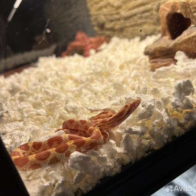 Змея маисовый полоз самка