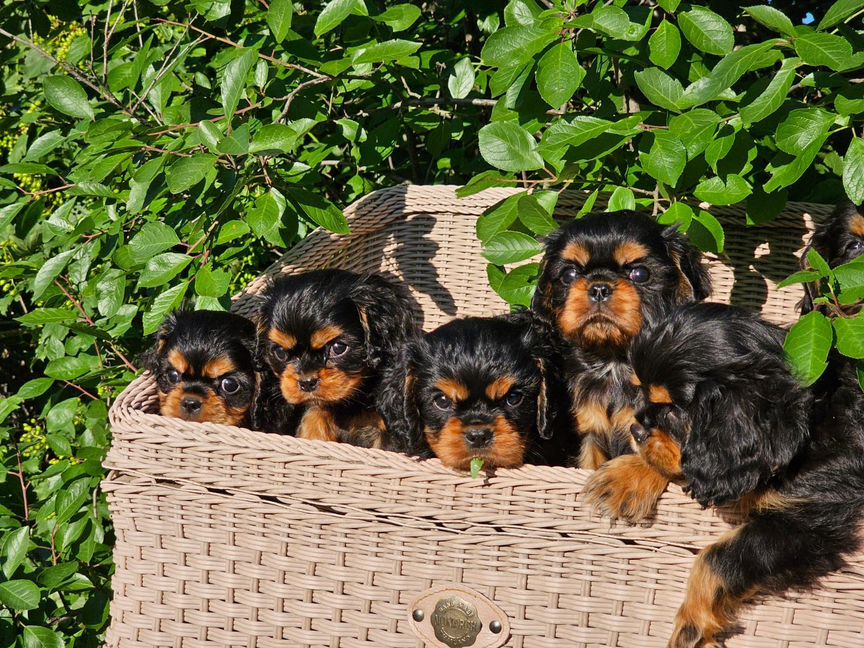 Кавалер кинг чарльз