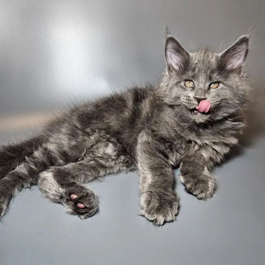 Мейн-кун котёнок