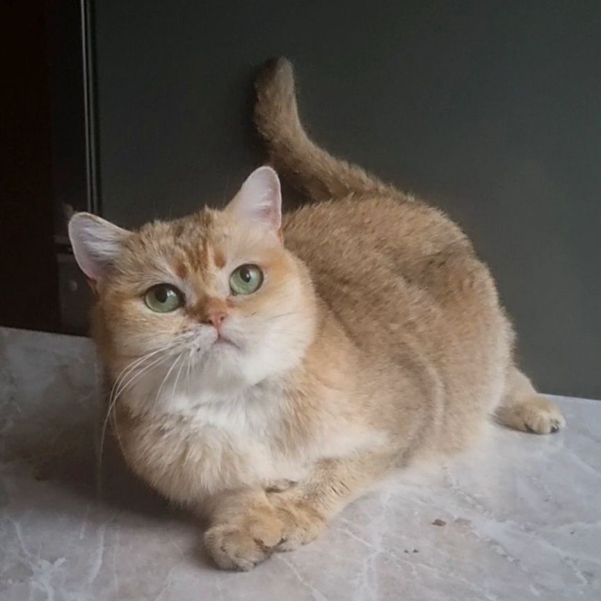 Золотая шиншилла девочка