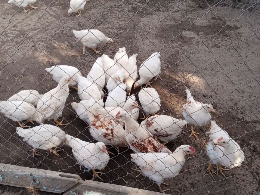 Куры и петухи брама