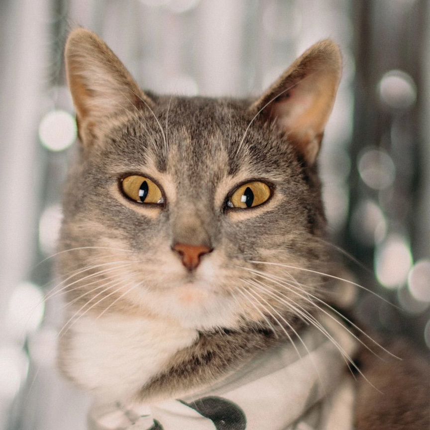 Через 5 дней выпуск на улицу