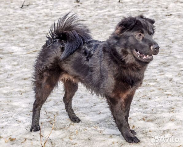 Собака с отличным характером ищет новый дом