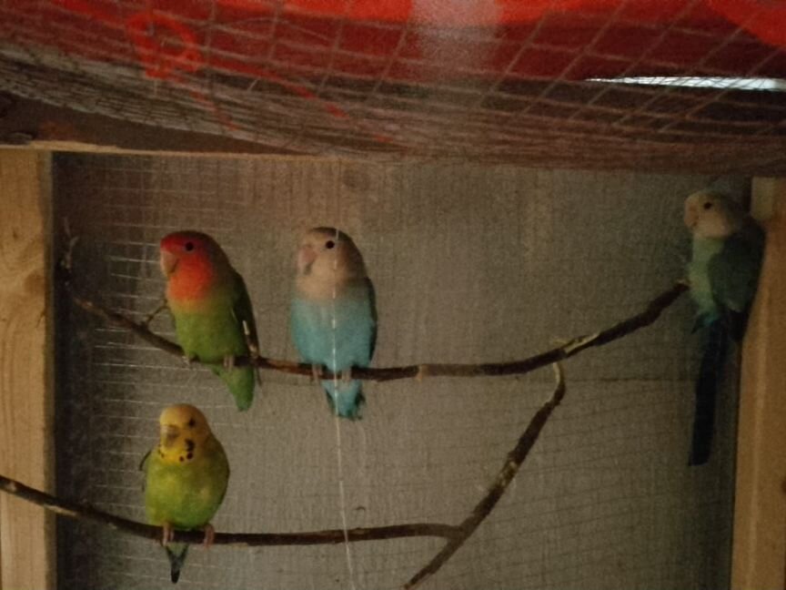 Попугай неразлучники