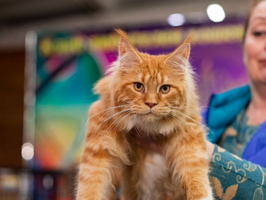 Кот мейн-кун