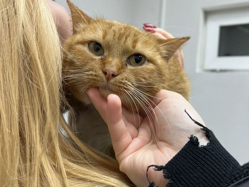 Кошка нуждается в доме
