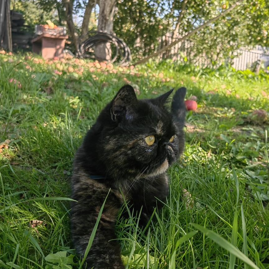 Кошка экзот