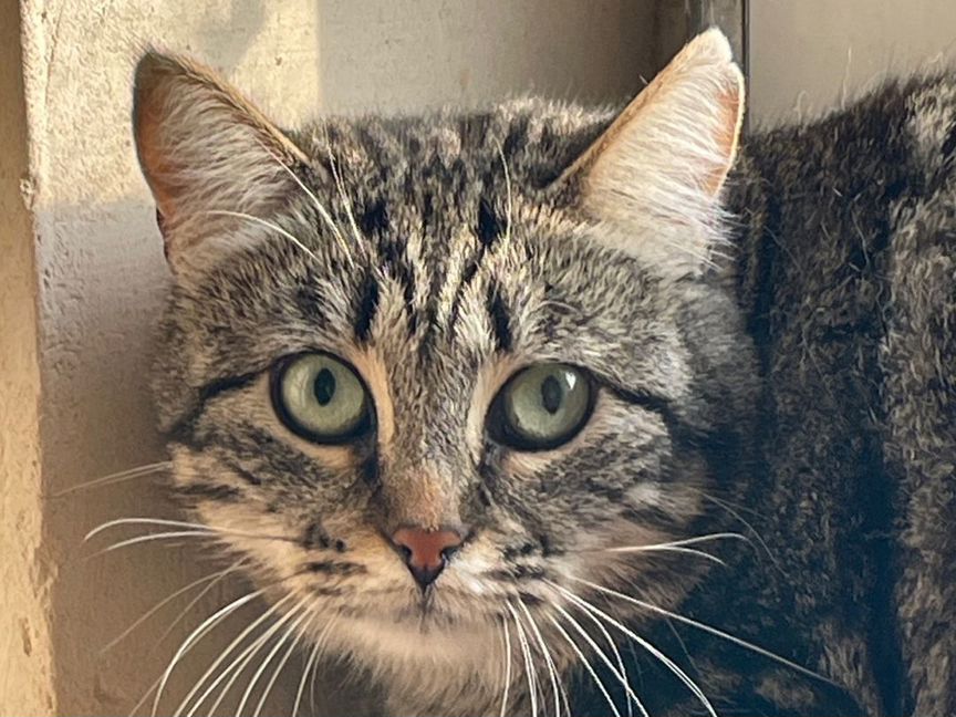 Красивая эффектная кошка