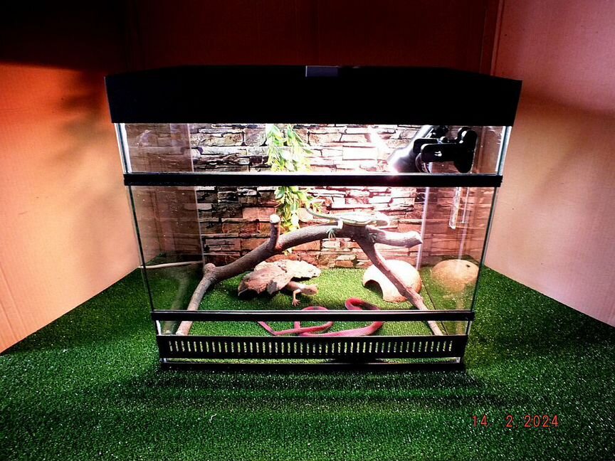 Новый террариум для земноводных