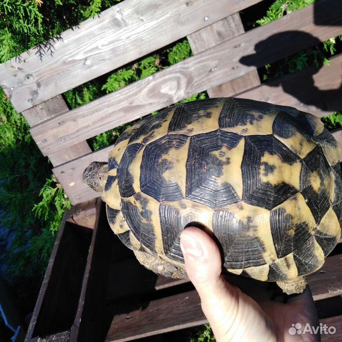 Черепаха сухопутная самка