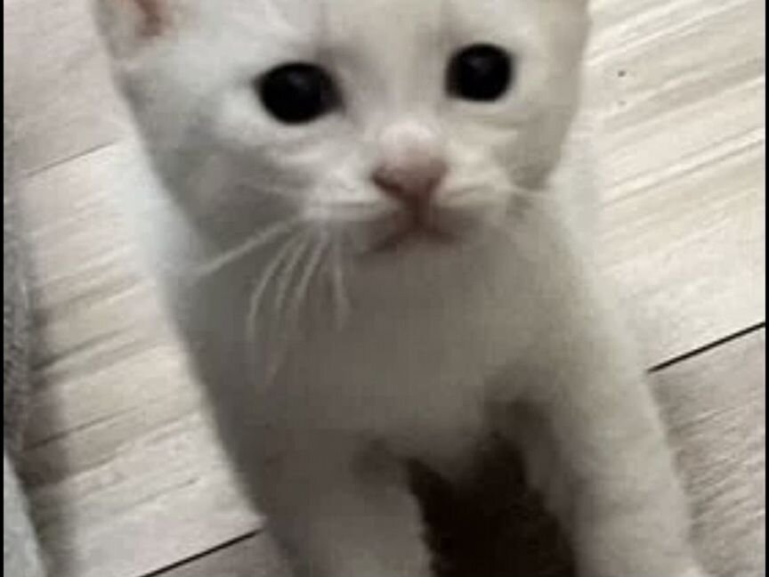 Отдам в добрые руки