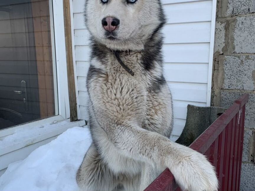 Сибирский хаски