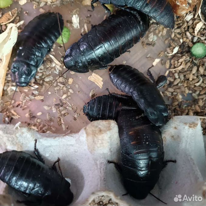 Мадагаскарские тараканы