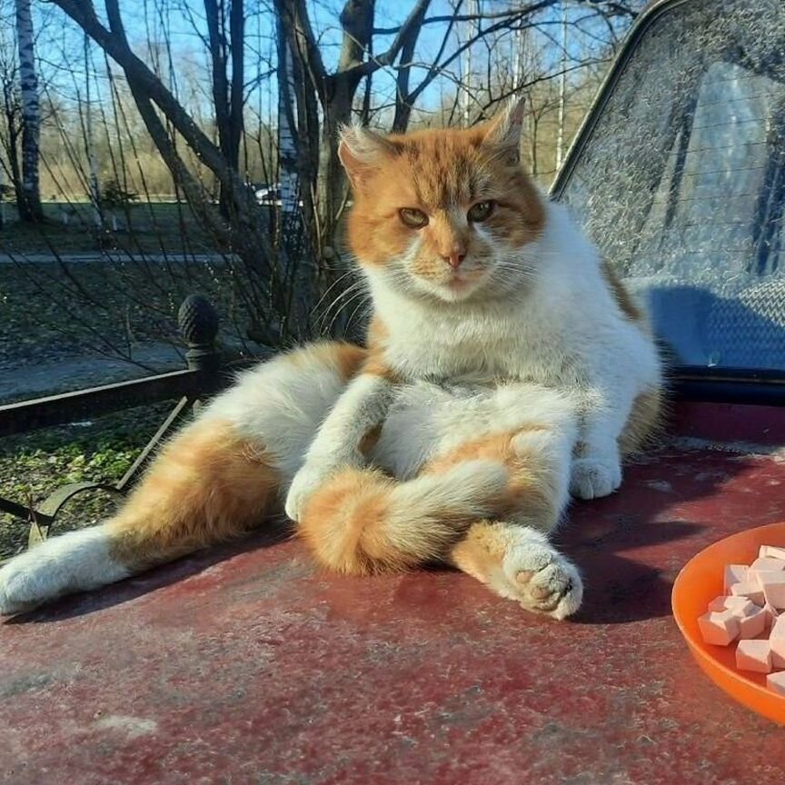 Бездомные кошки