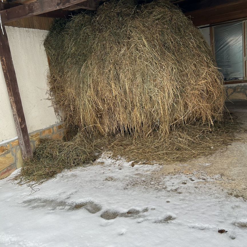 Сено люцерны