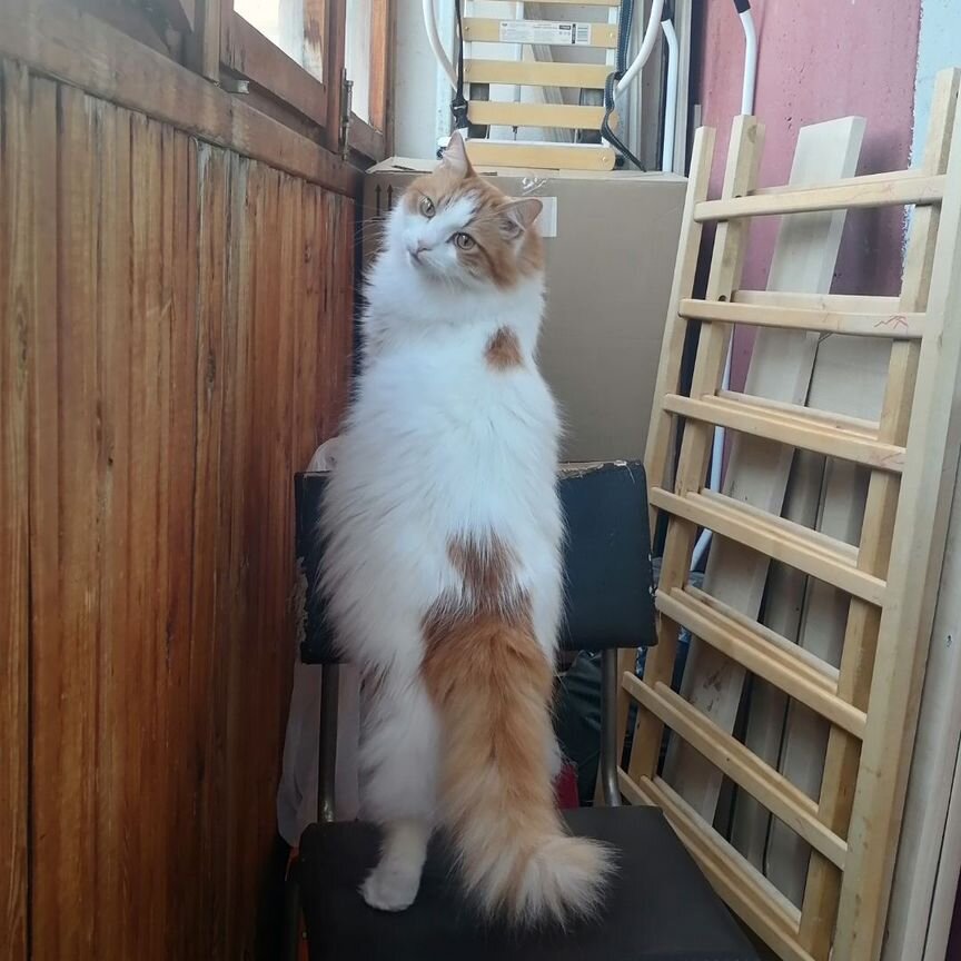 Кот в добрые руки