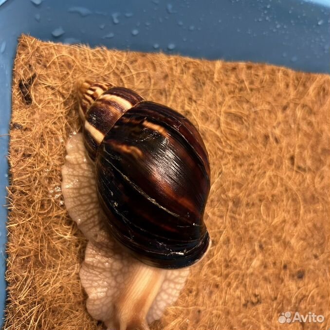 Улитки ахатины