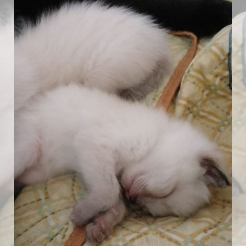 Котята Сиамского окраса