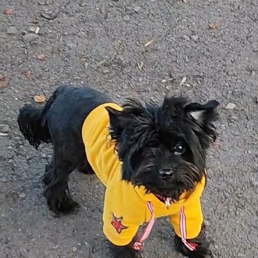 Маленькие собачки