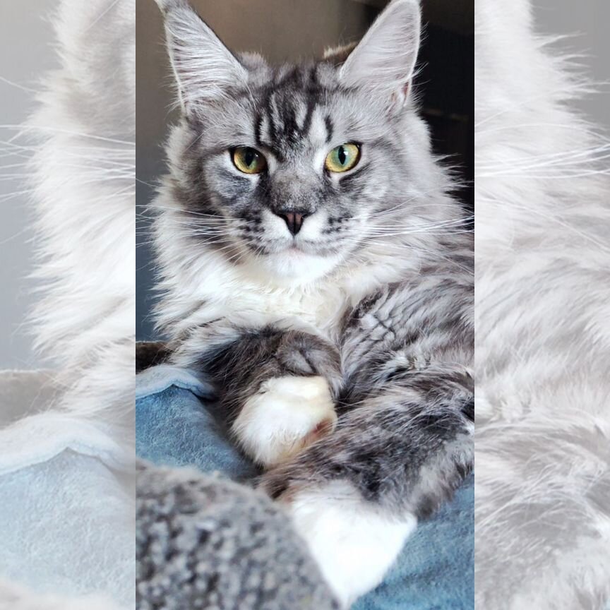 Мейн-кун, взрослая кошка