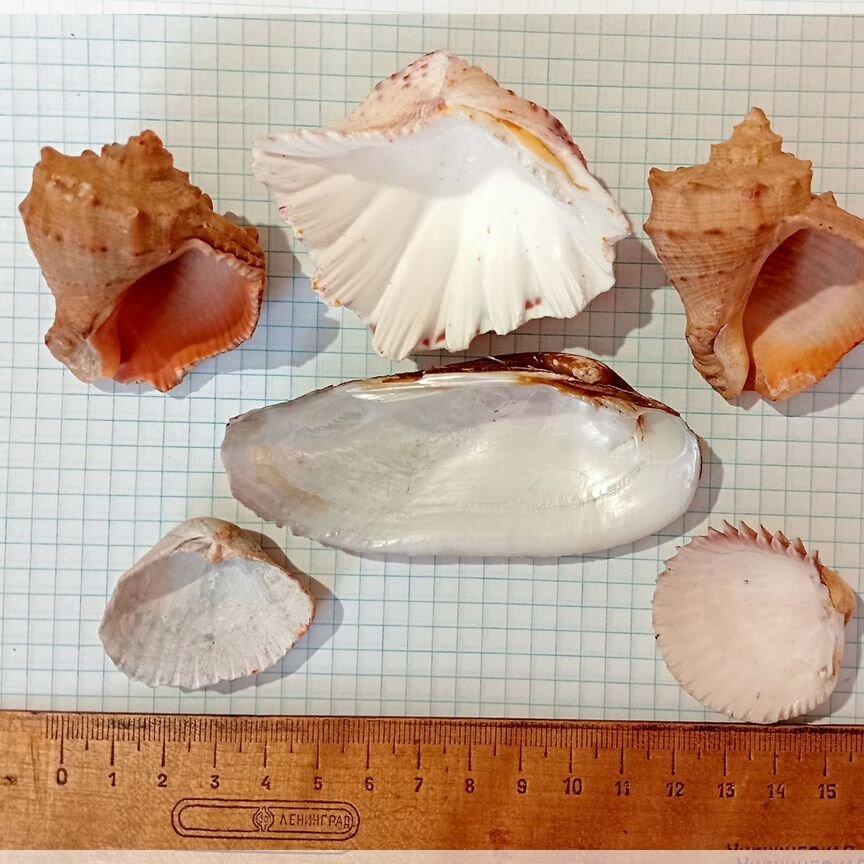 Ракушки для аквариума
