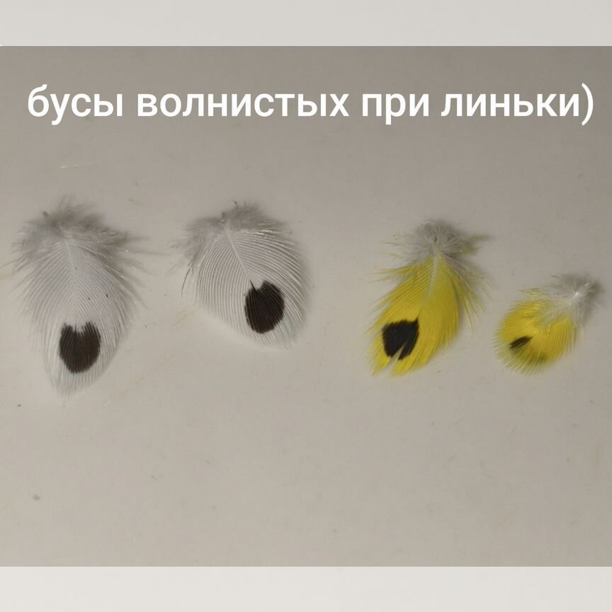 Перья волнистых и кореллы