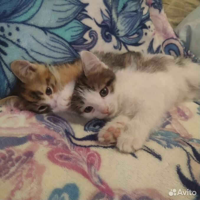 Отдам Сибирского котёнка в доборые руки