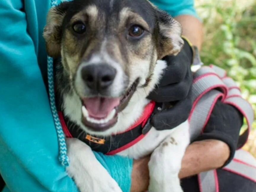 В добрые руки Майкл