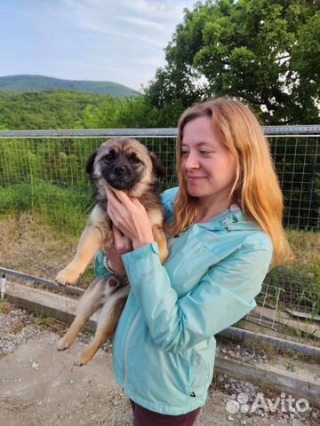 Мишка маленькая собачка