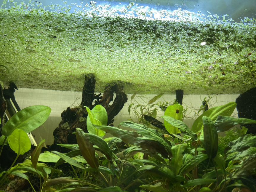 Ряска и улитки катушки