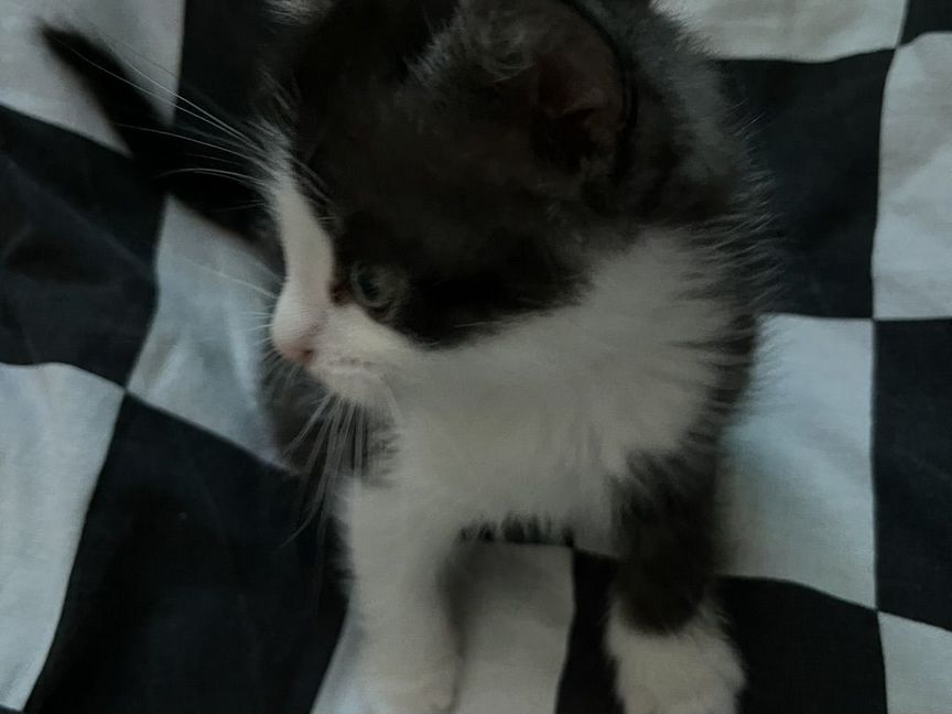 Котенок