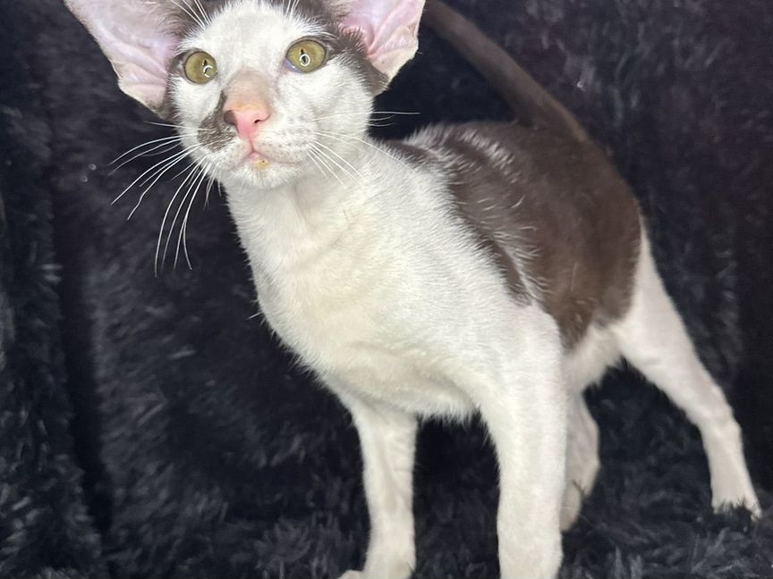 Ориентальный кот