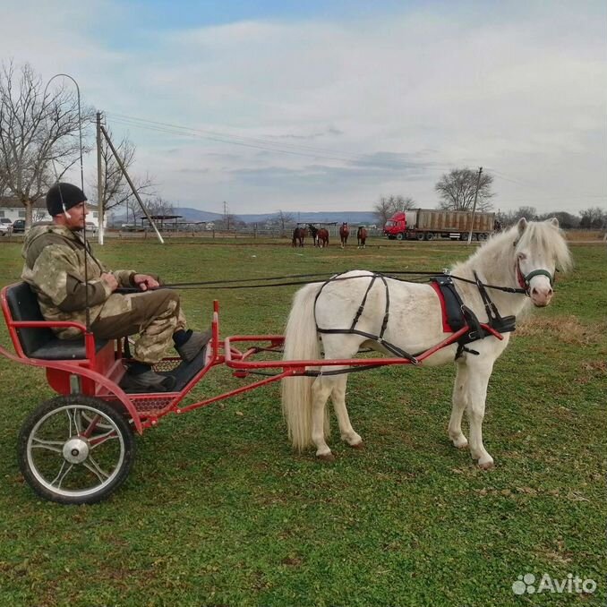 Жеребец пони на случку