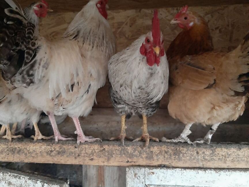 Молодые петухи