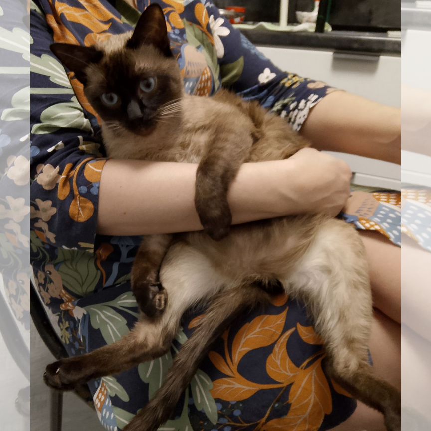 Тайский котёнок