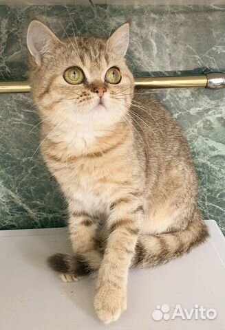Самые ласковые котейки