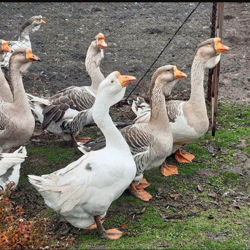 Гуси холмогоры