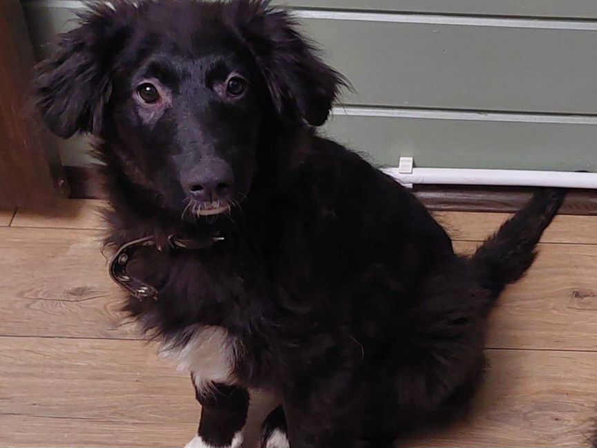 Щенок в добрые руки, охранник в дом