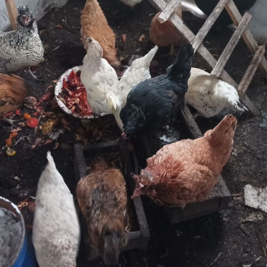 Куры несушки