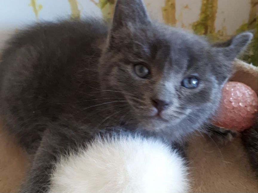 Котенок