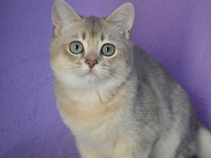 Отдам в добрые руки британскую кошку Голубое золот