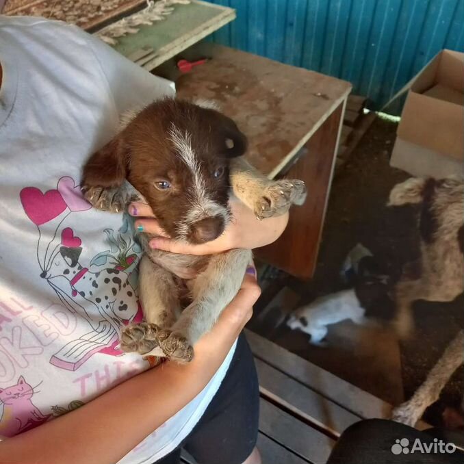 Щенки Дратхаара